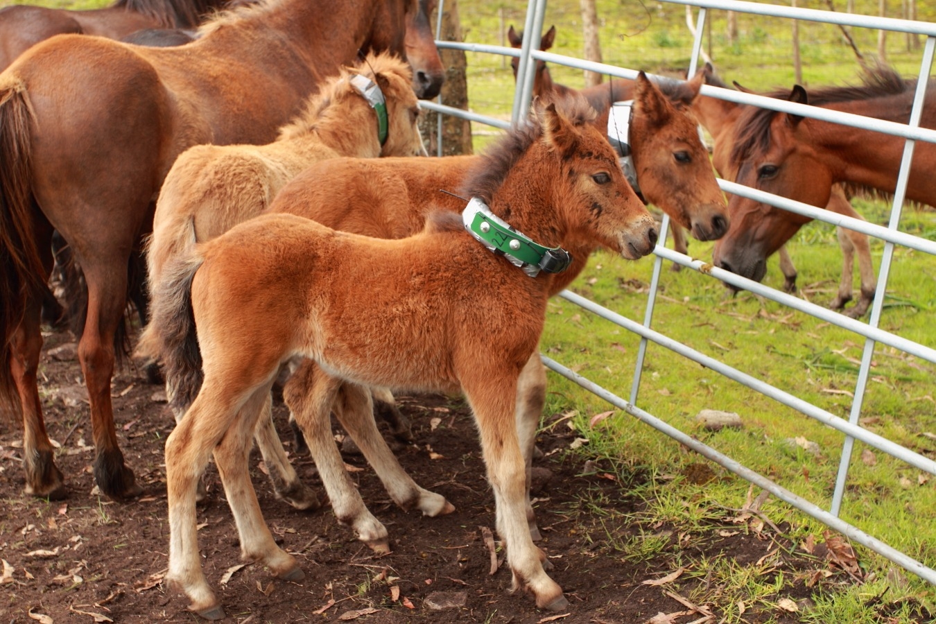 TINYLOC HOUND FINDER ALERTA MORTALIDAD, RADIO TRACKING 150...